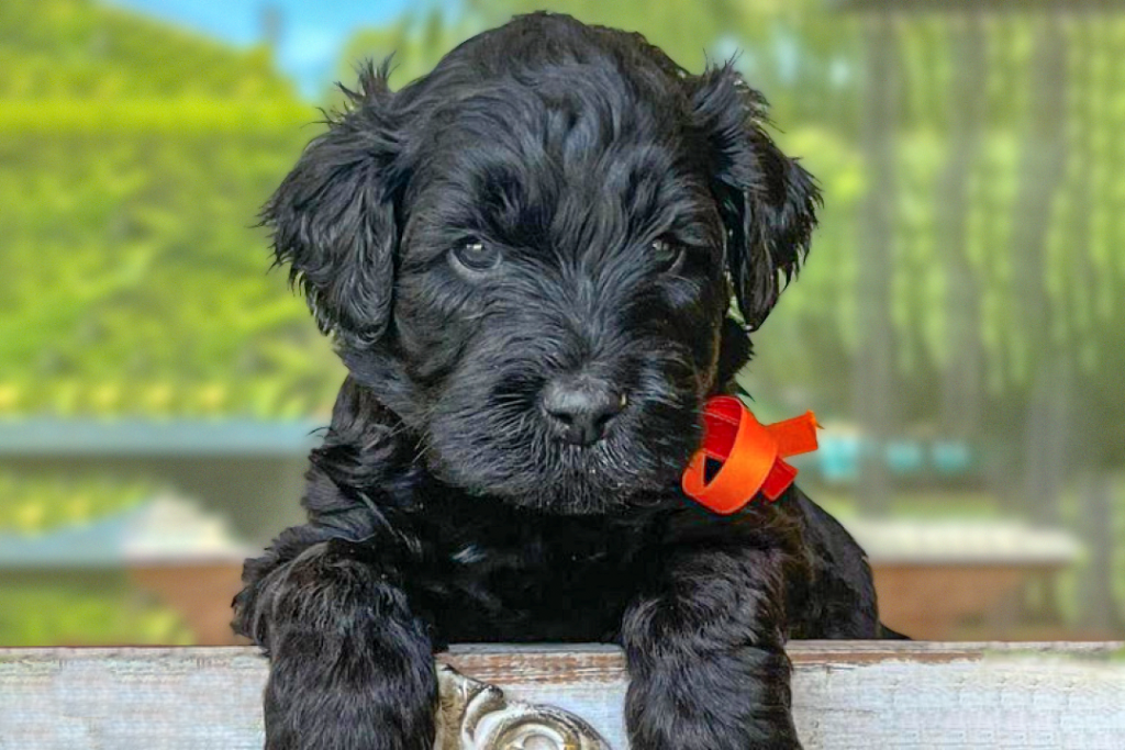 programa perros – oreo cachorro – JUS-NQN Comunicación Institucional